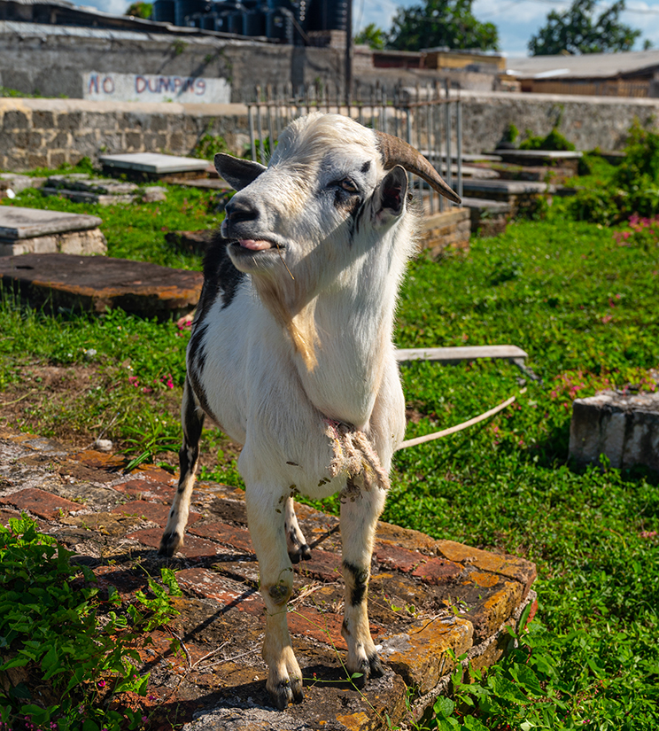 Latest News from The Ambler Family